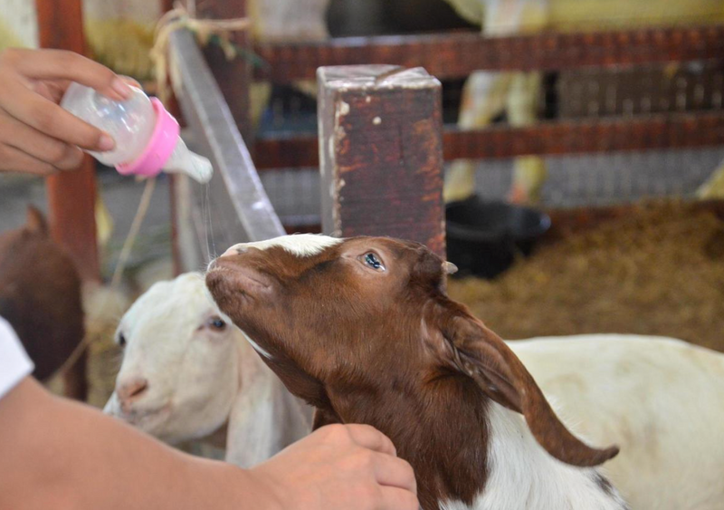 FARM ANIMAL MANAGEMENT FOR BEGINNERS – Petzie