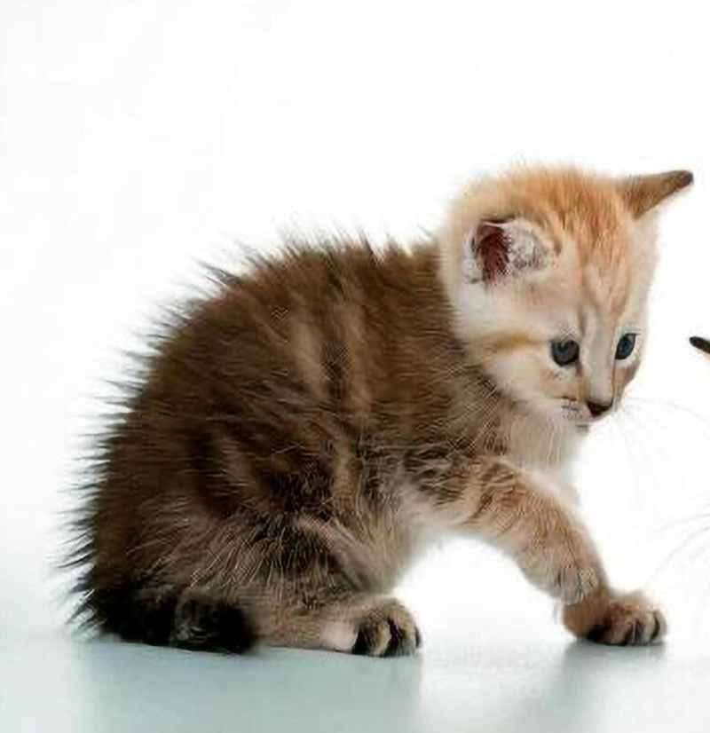 Essential Cat Care: A Beginner’s Guide – Petzie
