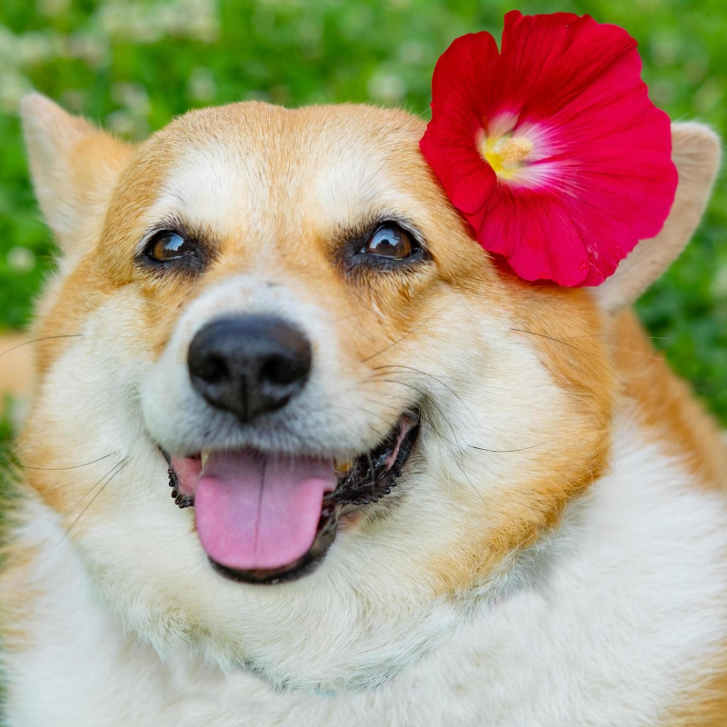 HOW TO MAKE YOUR DOG FEEL SAFE AND SECURE – Petzie