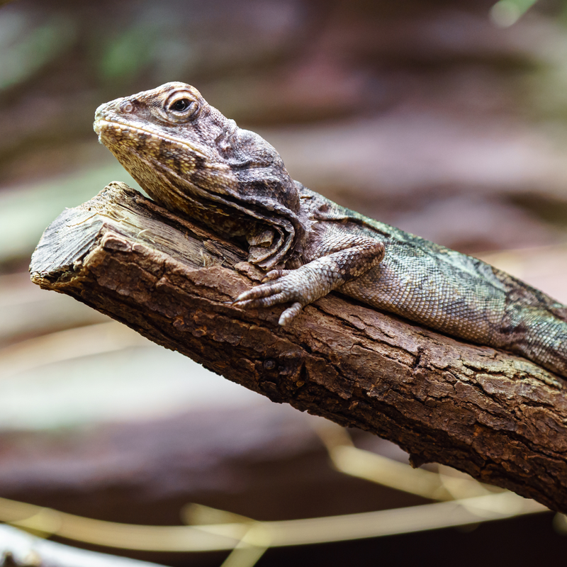 THE HATCHLING HANDBOOK: CARE FOR NEWBORN REPTILES – Petzie