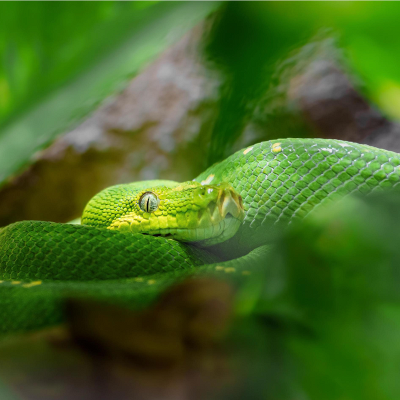 REPTILE SPECIES PROFILES: CARE FOR POPULAR PETS – Petzie