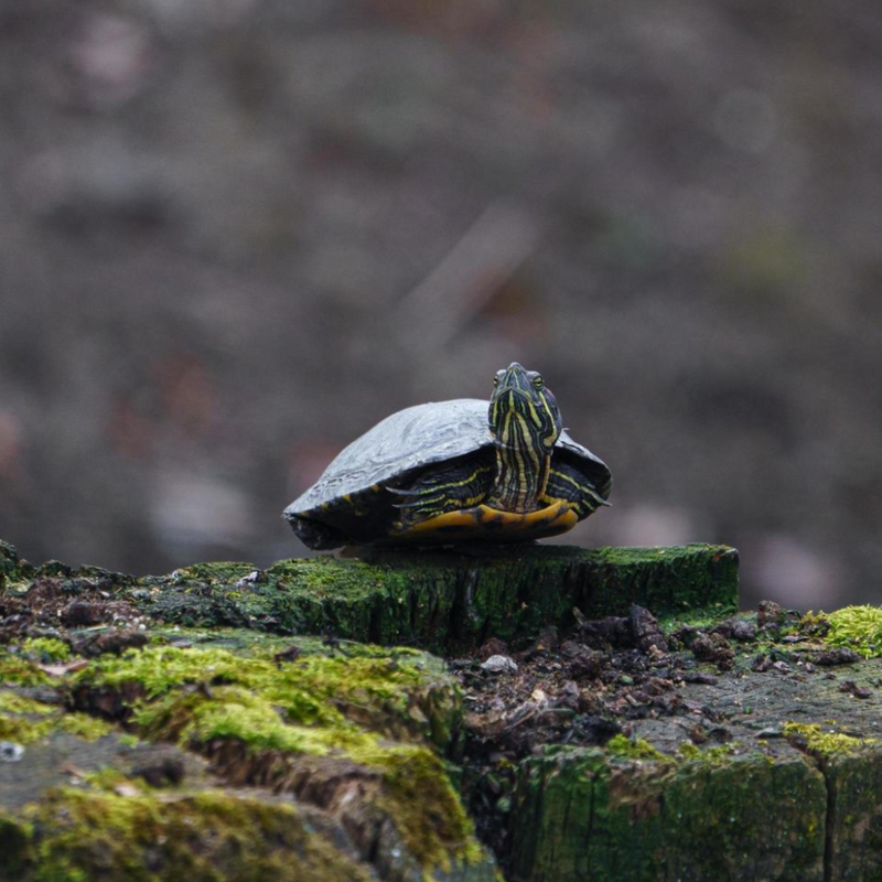 REPTILE CONSERVATION AT HOME: ETHICAL KEEPING PRACTICES – Petzie
